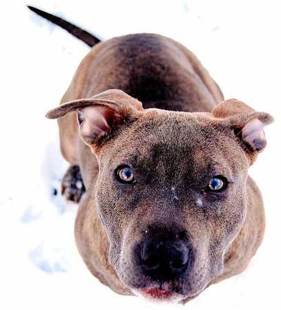 Cómo adoptar un perro - Todotutoriales